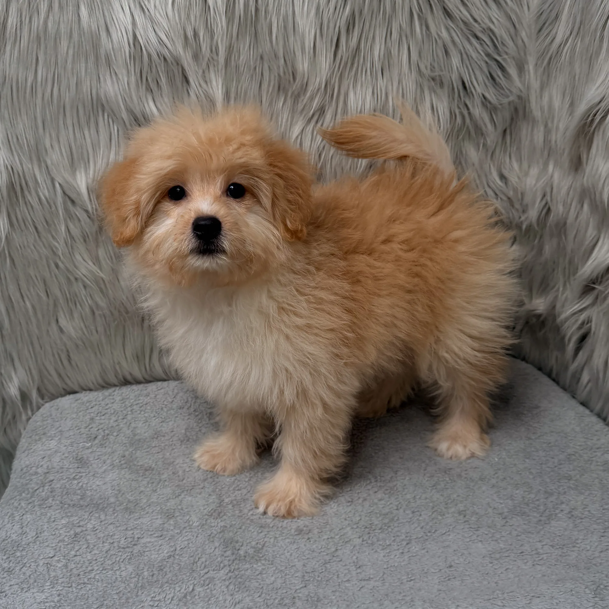 ABC Puppy - Designer Puppies Since 2005 | Maltipoos, Cavapoos, Bichpoos ...