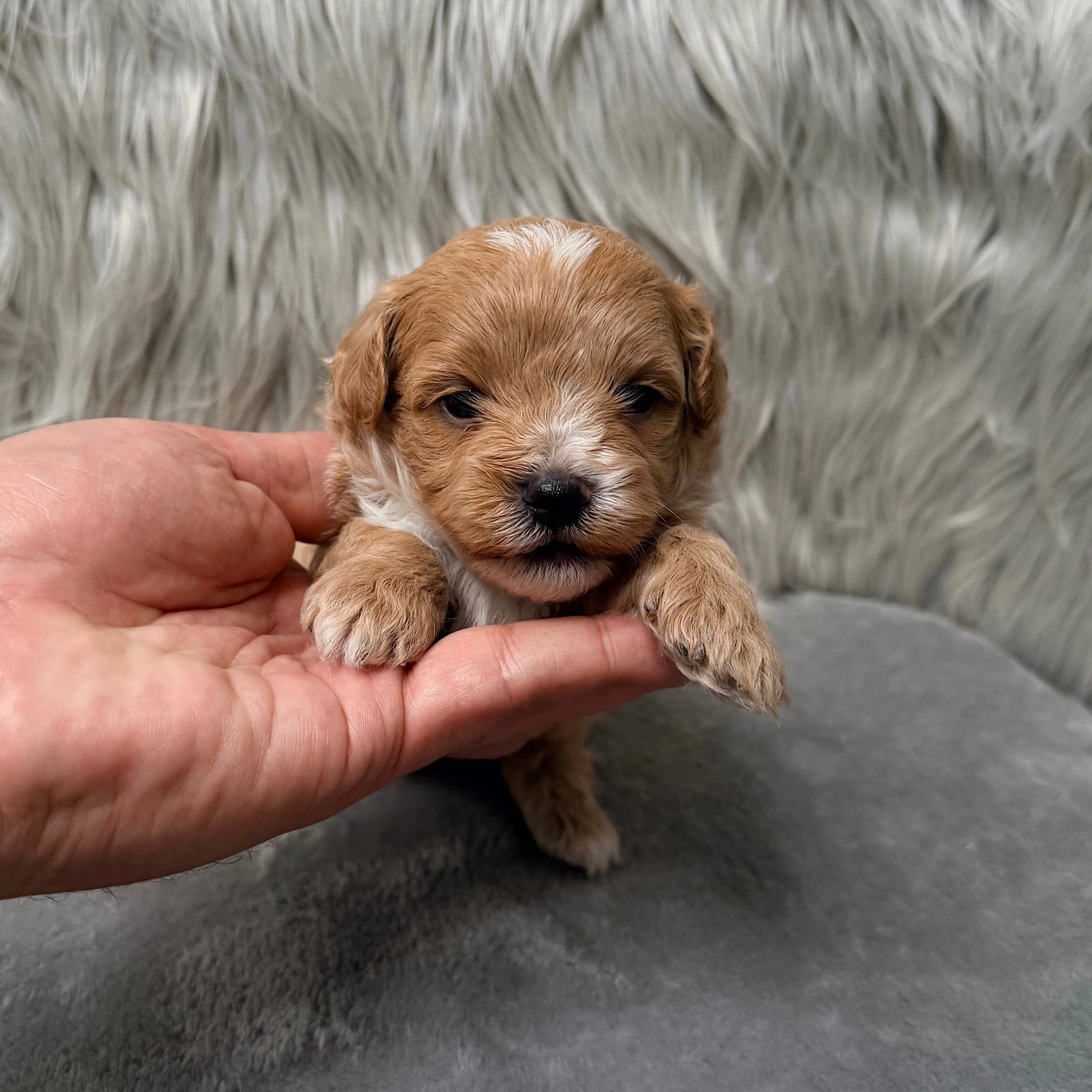 Currently Available Puppies in Texas | ABCPuppy