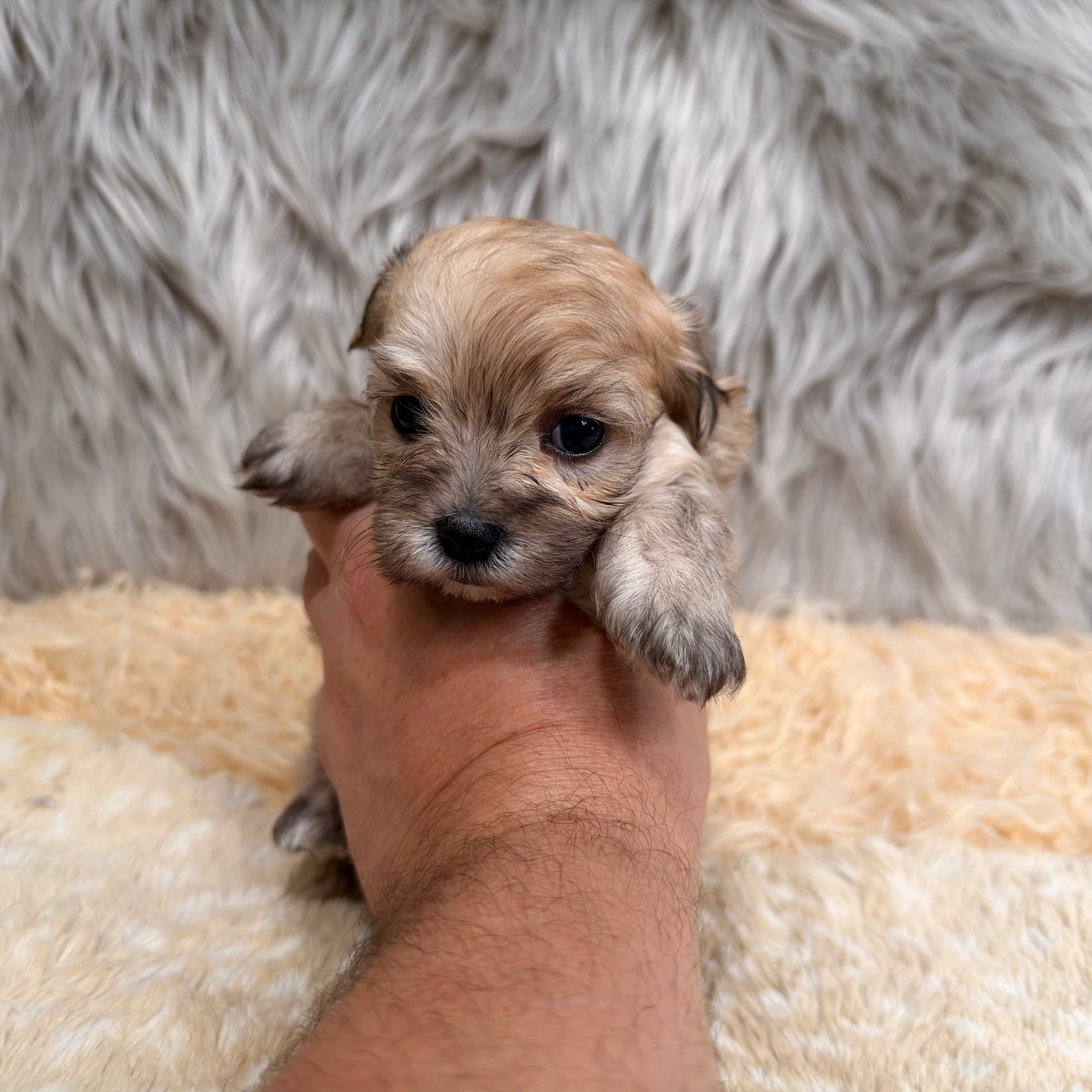 Currently Available Puppies in Texas | ABCPuppy